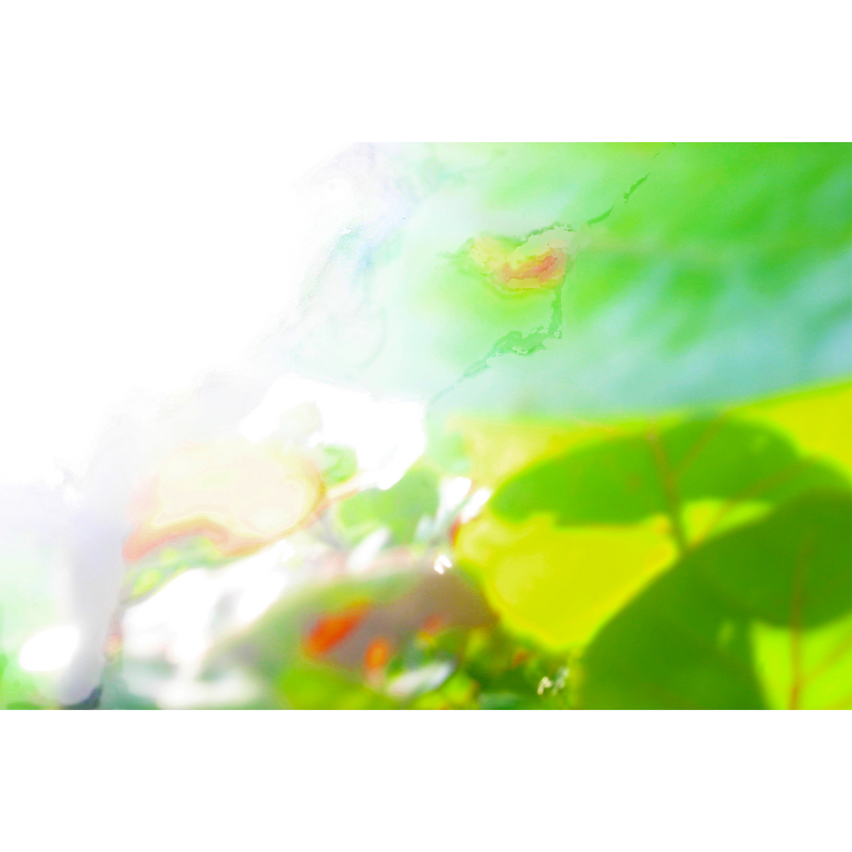 Lens – Florida West